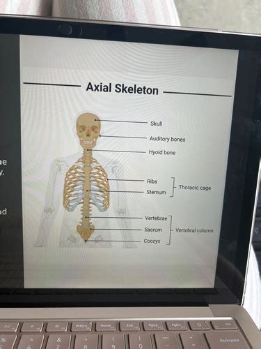 The Axial And Appendicular Skeleton Flashcards Quizlet
