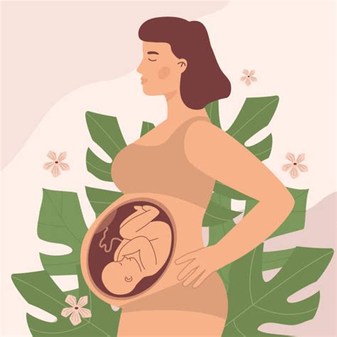 8100 Fetus Stock Illustrations Royalty Free Vector Graphics And Clip