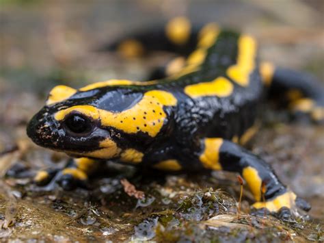 File Fire Salamander  Wikimedia Commons
