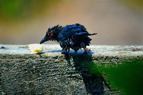 A Wet Juvenile Asian Koel With Red Eyes Stands On A Concrete Ledge