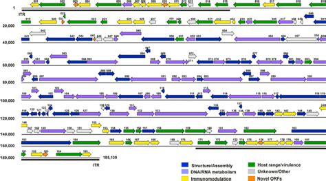orf map of the cotv genome the annotated orfs are represented by