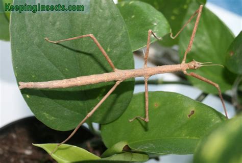 Annam Stick Insect Medauroidea Extradentata Keeping Insects