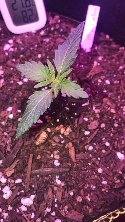 When Is Vegetative Stage Rcannabiscultivation