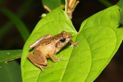 自然保育嶺南大學科研團隊 建兩棲及爬行類動物自然藏品庫助保育 星島日報