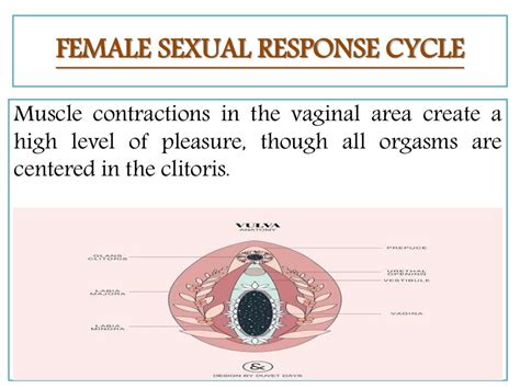 Human Sexuality And Human Sexual Response Cycle