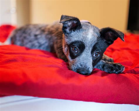 Man Run Down By Tasmanian Devil Joeys R Eyebleach