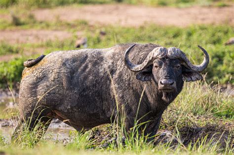 30000 Wild Ox Pictures Download Free Images On Unsplash