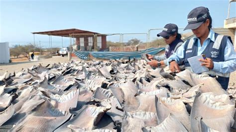 Tráfico De Aletas De Tiburón En Perú Un Crimen Impune