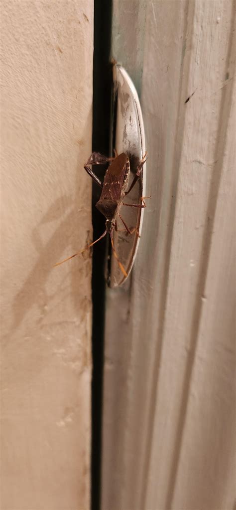 What Is This Weird Looking Thing Found In Georgia Usa R Whatisthisbug