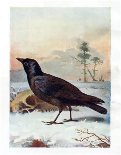 60 Carrion Crow Stock Illustrations Royalty Free Vector Graphics
