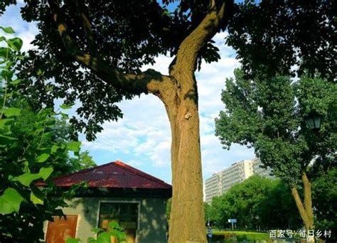 老人常說：「門前有三樹，家興三世富」，指的是哪3種樹？ 每日頭條