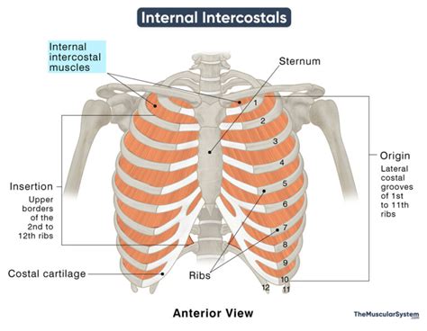 Internal Intercostals Origin Insertion Action And Diagram