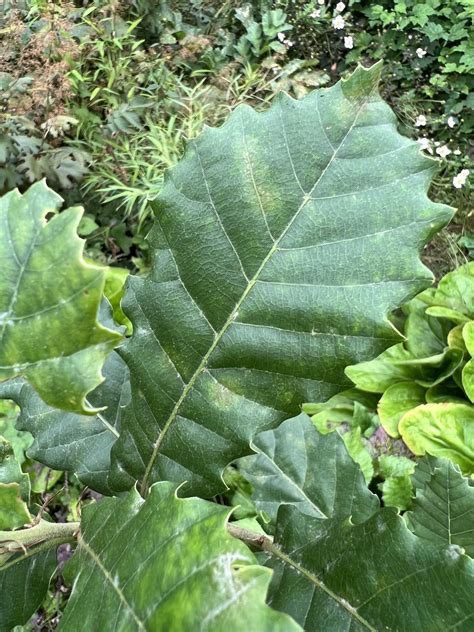 Quercus Canariensis From Portugal Pan Global Plants
