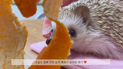 고슴도치 귤은 공주 먹는거 아니야🍊향기에 홀려버린 치치 간식먹자 간식 Youtube