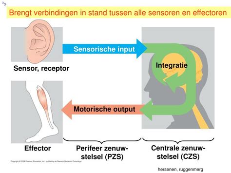 Ppt Zenuwstelsel Hersenen Powerpoint Presentation Id4721347