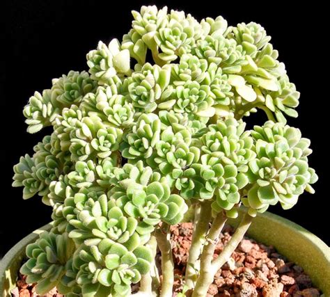 Aeonium Lindleyi Cactus Jungle