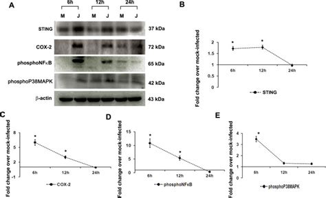 Sting Mediates Neuronal Innate Immune Response Following Japanese