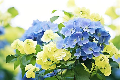 풀밭에 핀 하늘색 꽃 웃는 모습이 귀여운 하늘색 네모필라 꽃 고화질 사진 사진 꽃 배경 일러스트 및 사진 무료 다운로드 Pngtree