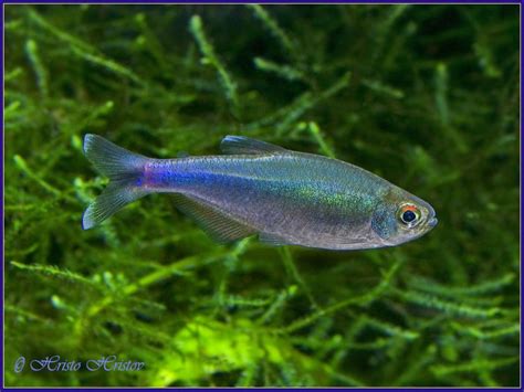 Green Neon Tetra Paracheirodon Simulans Species Profile Artofit