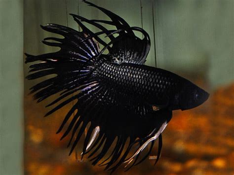 Black Crowntail Betta Male Diapteron Shop