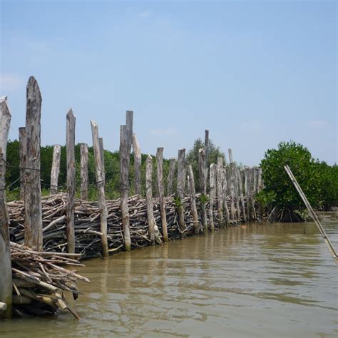 Insights On Mangrove Restoration For Coastal Protection Nioz