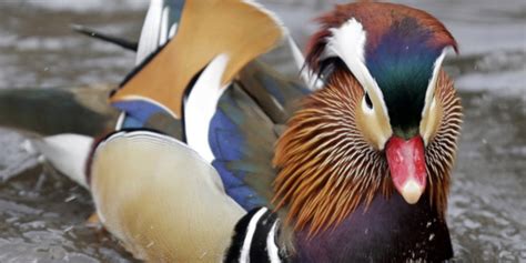 Mandarin Duck Η εξωτική πάπια που εμφανίστηκε στη Νέα Υόρκη και έχει