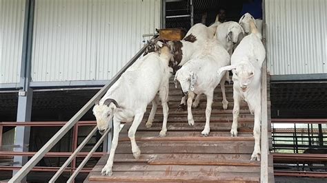 Green Valley Agro Goat Farm Big Sojat Goats Youtube