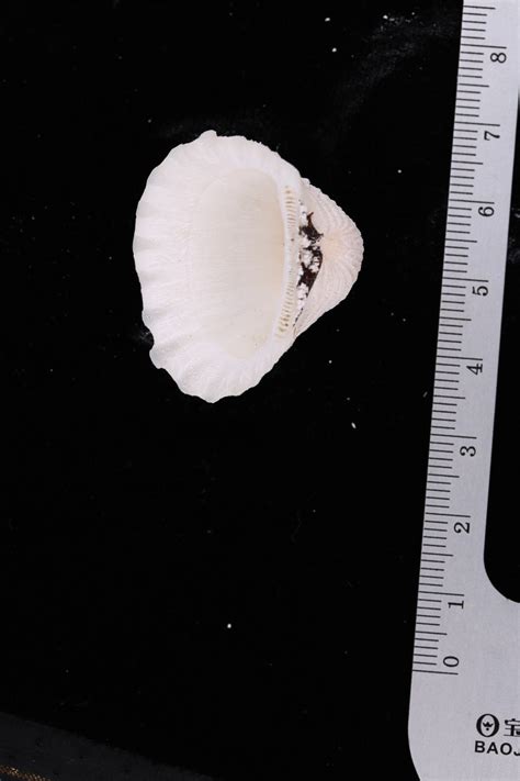 泥蚶 Tegillarca Granosa 物种库 国家动物标本资源库