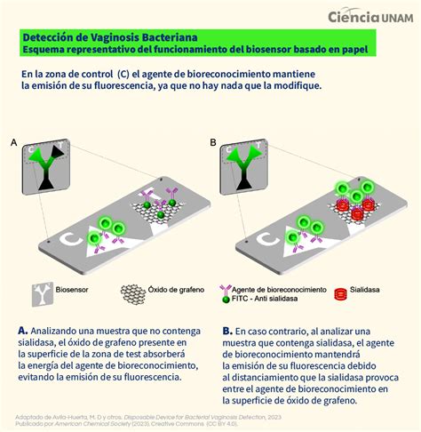Innovador Biosensor Aplicado A La Detección De La Vaginosis Bacteriana