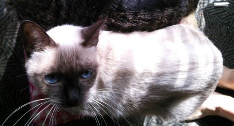 シャム猫の雑種の性格は悪い？飼いやすいのか特徴や魅力について解説！ Mituketa