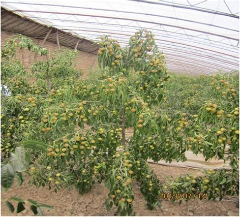 大荔冬枣－－日光温室大棚 大荔冬枣 大荔冬枣招商 大荔特产 冬枣种植 枣园基地 大荔冬枣批发 大荔冬枣招商—冬枣种植技术