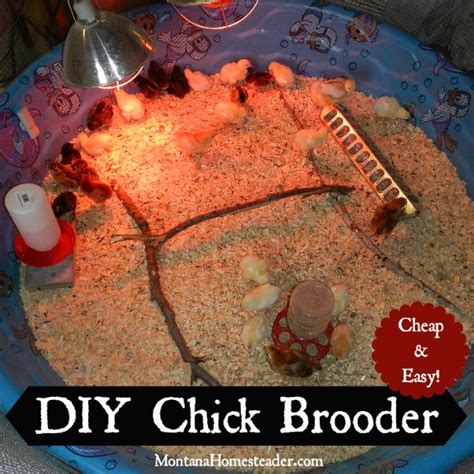 Diy Chick Brooder Montana Homesteader