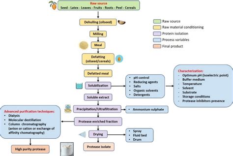 Plant Protease Purification Methodologies Download Scientific Diagram