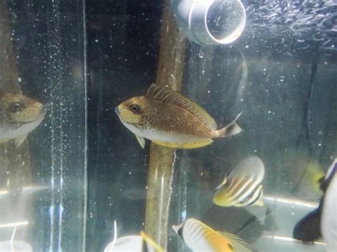 シガテラ海水魚サザナミトサカハギ幼魚
