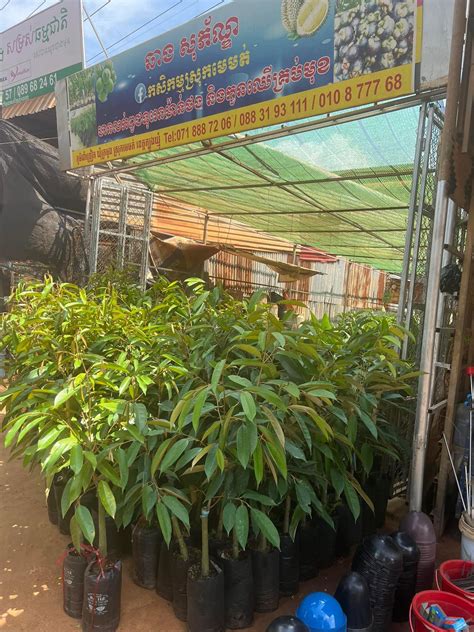 កសិកម្ម គន្ធា ស្រុកចំការលើ កសិកម្ម គន្ធា ស្រុកចំការលើ