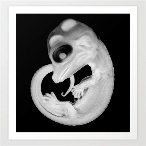 Alligator Embryo Art Print By Vintage Wall Art In 2024 Art Reference