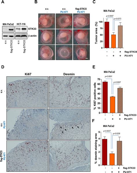 Ectopic Stk33 Restores The In Vivo Tumor Growth And Tumor Driven