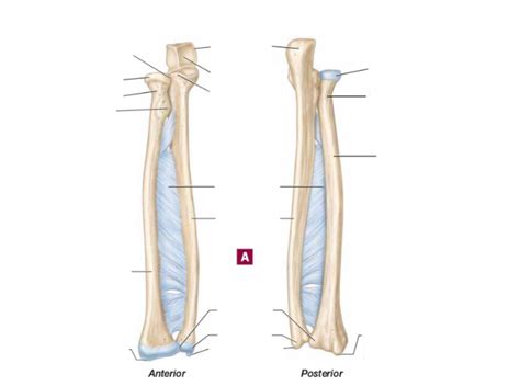 Right Radius And Ulna Diagram Quizlet