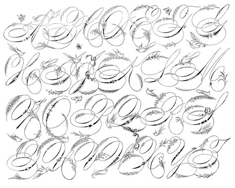 16 Calligraphy Bird Images Pen Flourished The Graphics Fairy