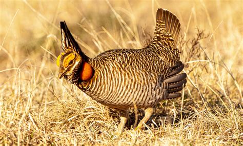 Lesser Prairie Chicken Rule Pressures Rural Economies In 5 States