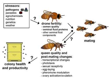 All About Drones The Unsung Heroes Of Bee Reproduction Bee Honey