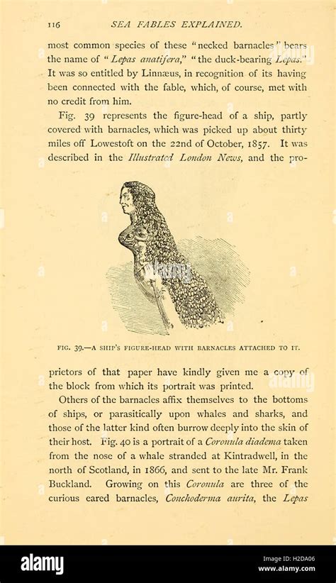 Sea Fables Explained Explores Various Mythical And Folkloric Tales About The Sea And Marine