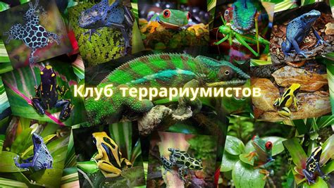 Клуб террариумистов Эстонии экзотические животные и растения