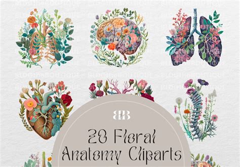 Floral Heart Lungs Anatomy Graphic By Bldgthebrand · Creative Fabrica