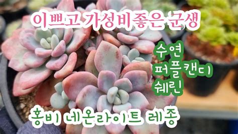 또바기다육1탄분채배송이쁘고 가성비좋은군생홍비레종레온라이트로라블랙퀸💢한개도 택배가능 Youtube