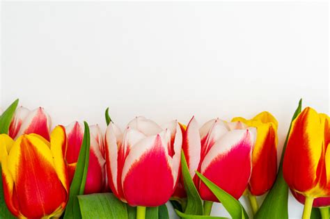 봄 꽃입니다 밝은 배경에 붉은 튤립의 꽃다발 어머니의 날과 발렌타인 데이 배경입니다 인사말 카드 0명에 대한 스톡 사진 및 기타