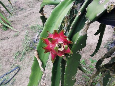 Pitaya Object Detection Dataset V1 2023 06 14 1242pm By Fruit