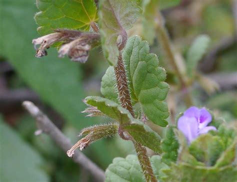 Crenate Leaf Margins Identify That Plant
