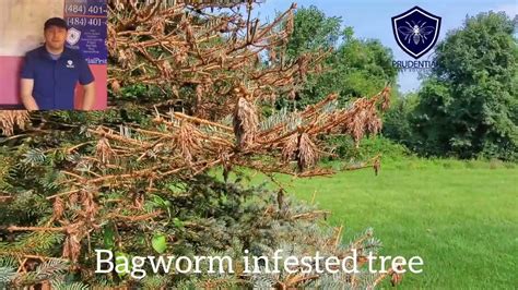 Bagworm Treatment And Biology Whats Killing My Pine Tree Youtube