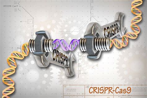 Nobel Prize In Chemistry Awarded For Crispr Gene Editing